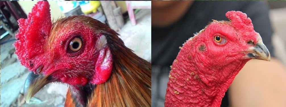 Tổng Hợp Các Loại Mồng Gà Phổ Biến Nổi Tiếng Nhất Hiện Nay